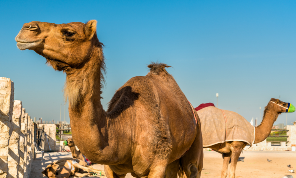 Plan your trip | Big 5 Construct Qatar